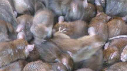 【SCP基金会B站分部 F博士报告】SCP-027豸神 - 哔哩哔哩