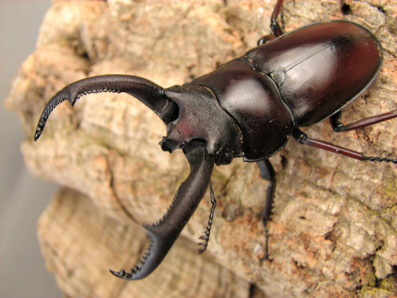 锹甲科-亚科与属整理（上篇） - 哔哩哔哩