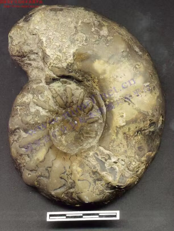 中国三叠纪菊石化石（含部分国外的） - 哔哩哔哩