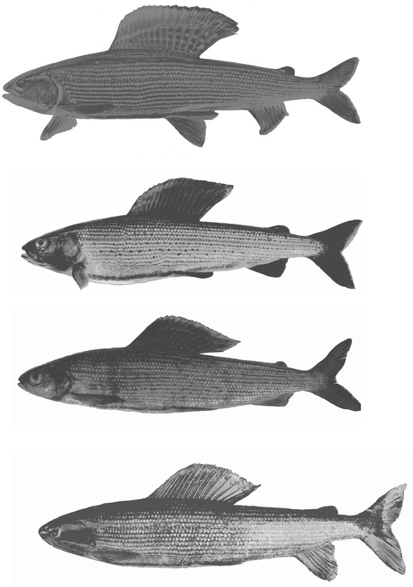 中国茴鱼属（Thymallus）简单介绍和分类整理 - 哔哩哔哩