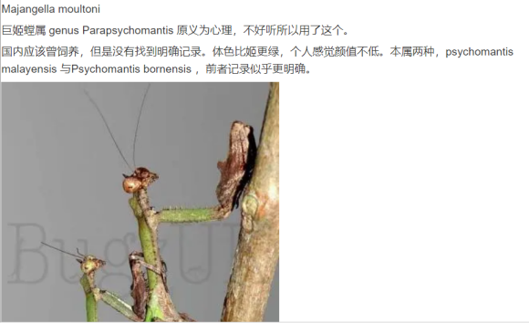 螳螂目商品螳螂分类系列，花螳总科的一部分 - 哔哩哔哩