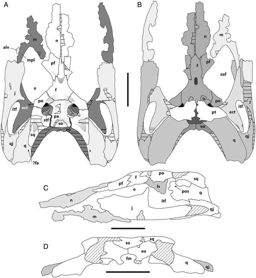 凯门鳄类小传——浅谈史前短吻鼍亚科 - 哔哩哔哩