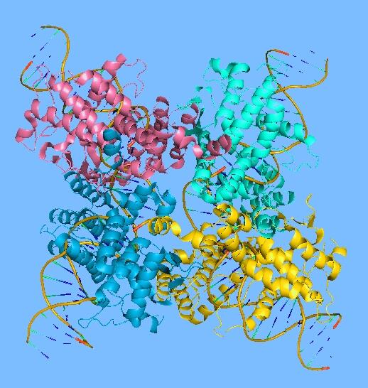 Cre-LoxP的拥有者——大肠杆菌P1噬菌体 - 哔哩哔哩