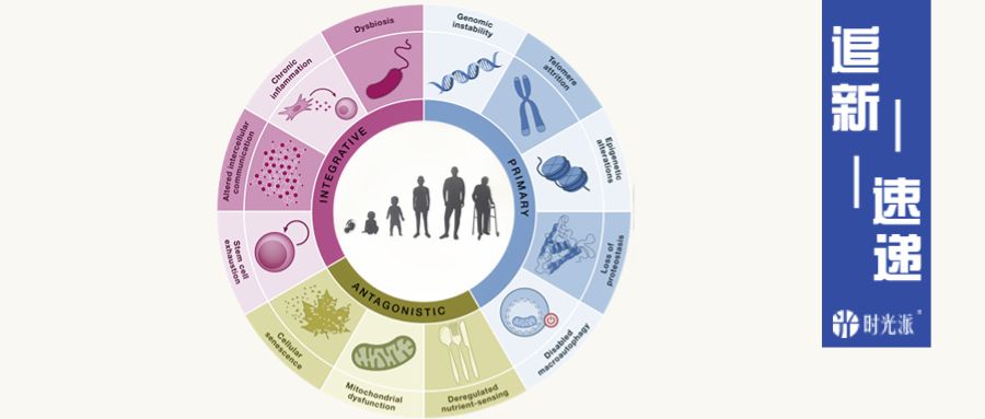 Cell重磅：衰老教科书大改写！12个权威衰老标识发布，新增3个！ - 哔哩哔哩