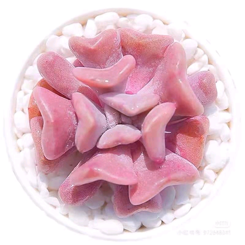 黄花照波养护技巧 - 哔哩哔哩