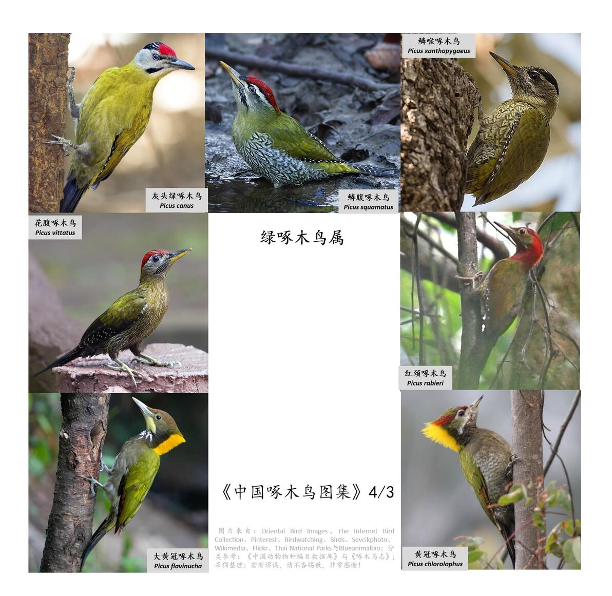 【中国啄木鸟图集】你身边都有哪些啄木鸟？ - 哔哩哔哩