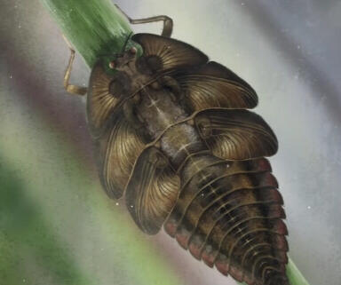 从古网翅目到蜚蠊目：一个飞翔的故事 - 哔哩哔哩