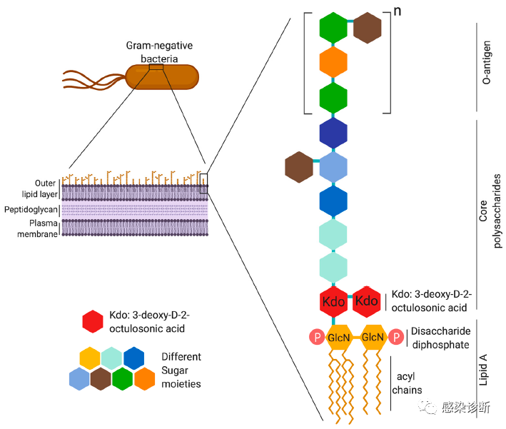 文献分享 | 测序结果分析利器（三）| K抗原和O抗原分型 - 哔哩哔哩