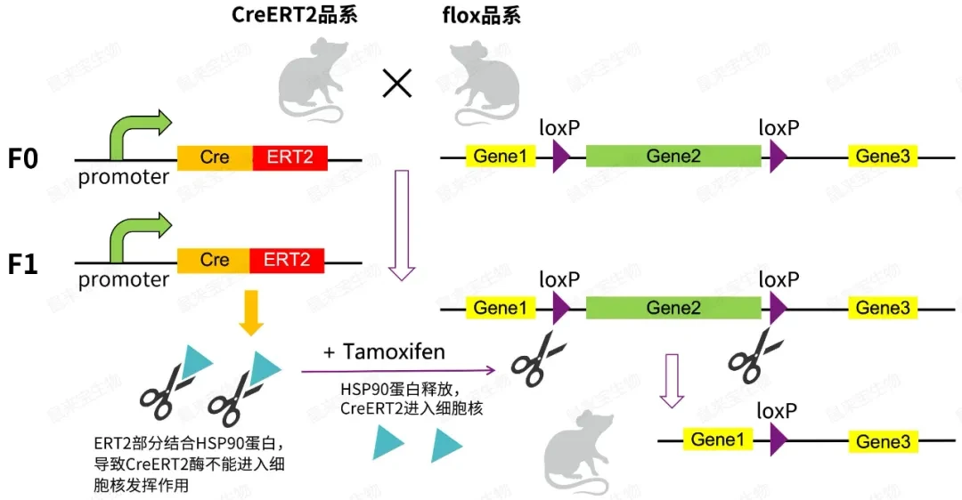 一文搞懂Cre-loxP条件性基因编辑 - 哔哩哔哩