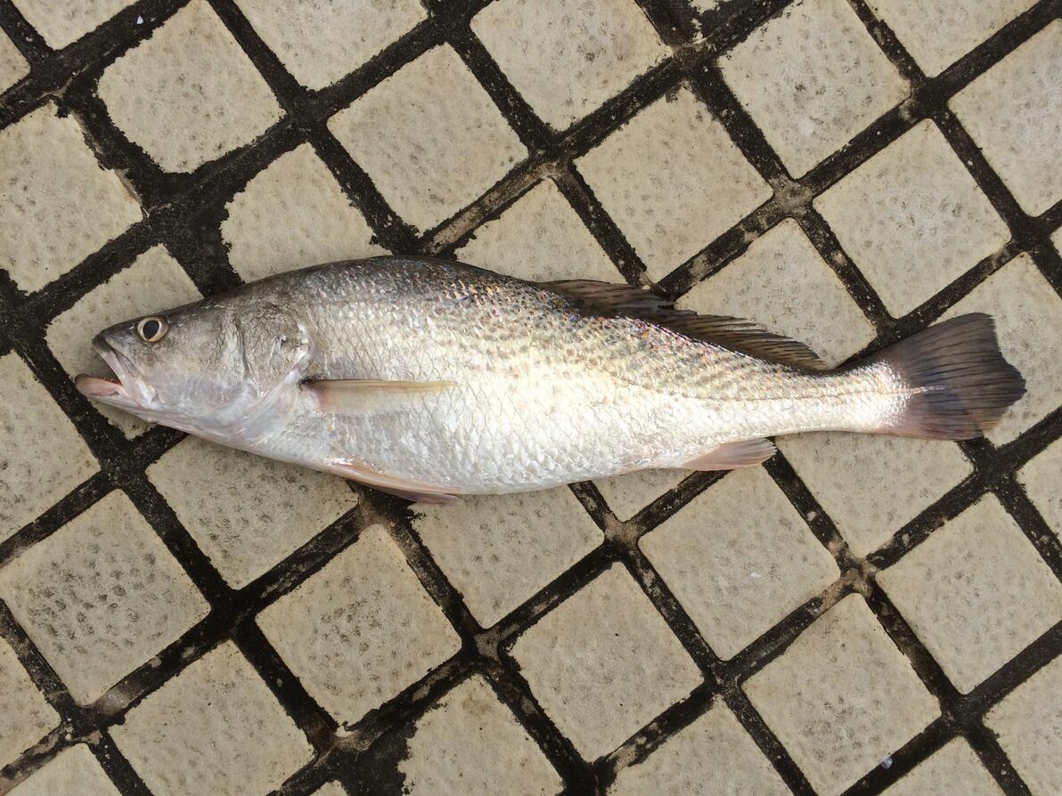 中西非常见海鱼-石首鱼 - 哔哩哔哩