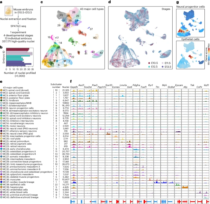 时空日报 | Nat Cell Biol：通过SPATAC-seq绘制斑马鱼胚胎发育过程中单细胞分辨率的染 - 哔哩哔哩