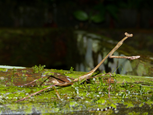 螳总科，最后一个， Mantoidea - 哔哩哔哩