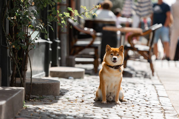 柴犬换季甩毛多变灾难！一文学会除毛5大绝招 哔哩哔哩