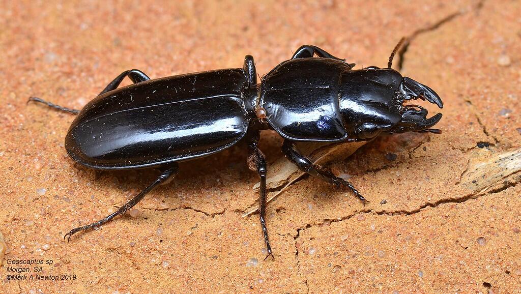 蝼步甲-族与属整理(下篇) - 哔哩哔哩