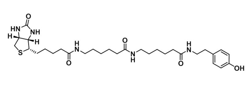 851113-28-5，Biotin-XX Tyramide Reagent是一种生物素标记试剂 - 哔哩哔哩