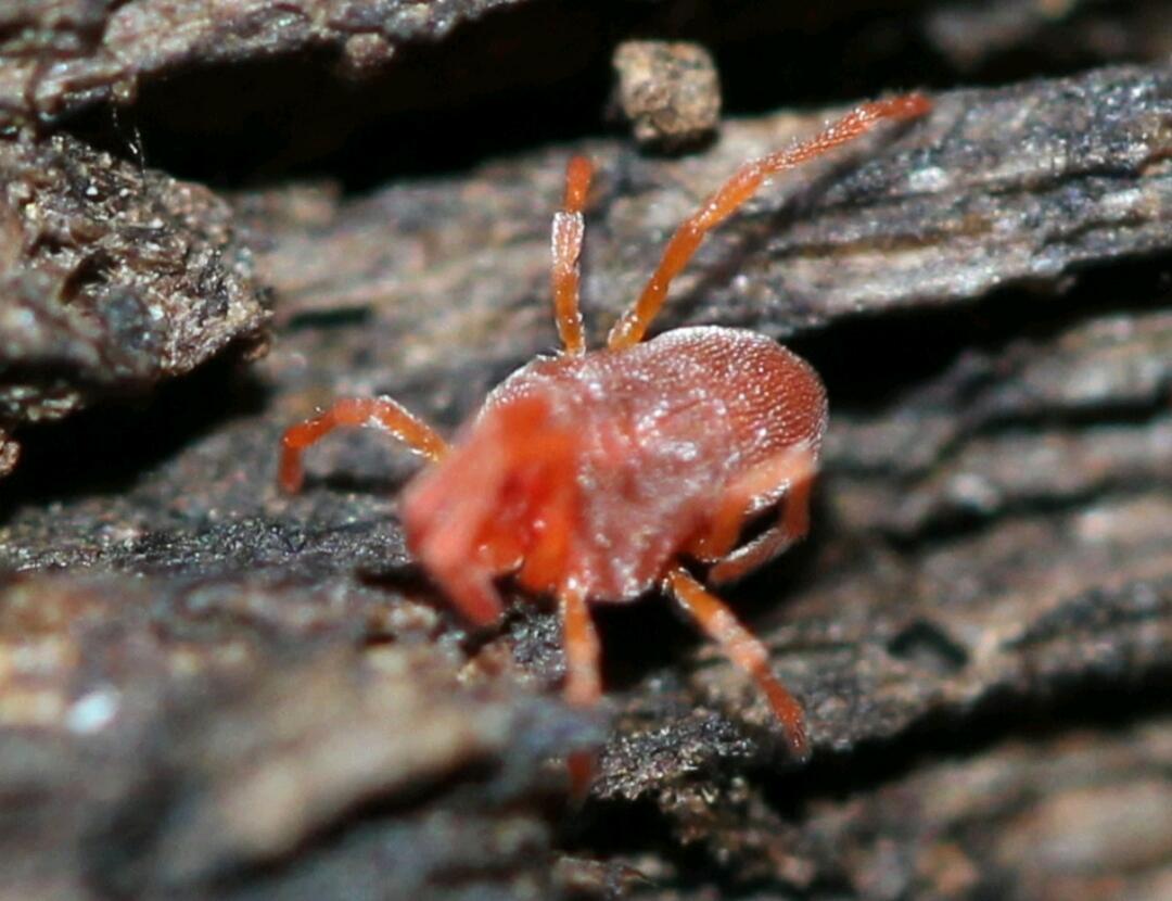 中国常见螨虫图鉴1.0 - 哔哩哔哩