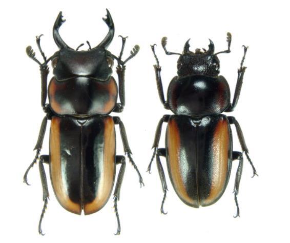 锯锹属整理（上篇） - 哔哩哔哩