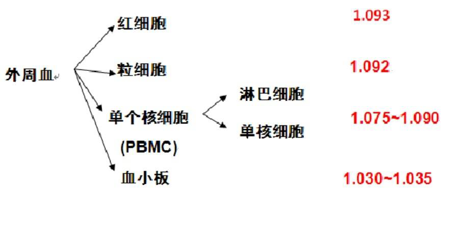 细胞系列【1】PBMC细胞的解读 - 哔哩哔哩