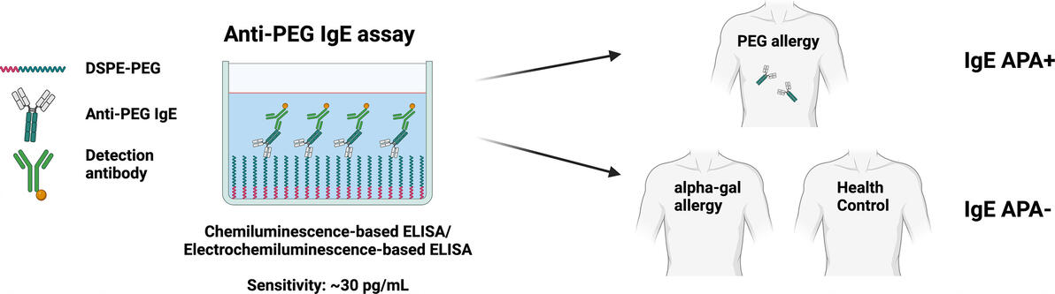 PEG的双刃剑：揭秘抗PEG抗体与α-半乳糖过敏的免疫谜团 - 哔哩哔哩
