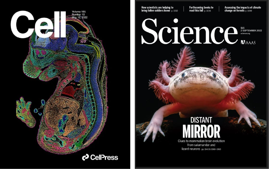 发布 | 时空组学数据库STOmicsDB，“一站式”赋能时空组学研究！ - 哔哩哔哩
