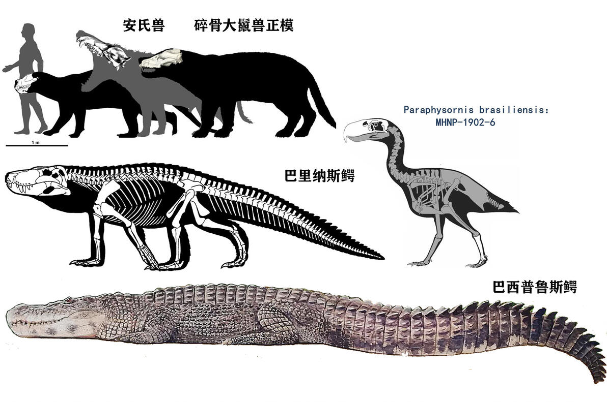 以诺托鳄类为代表的陆栖鳄 - 哔哩哔哩