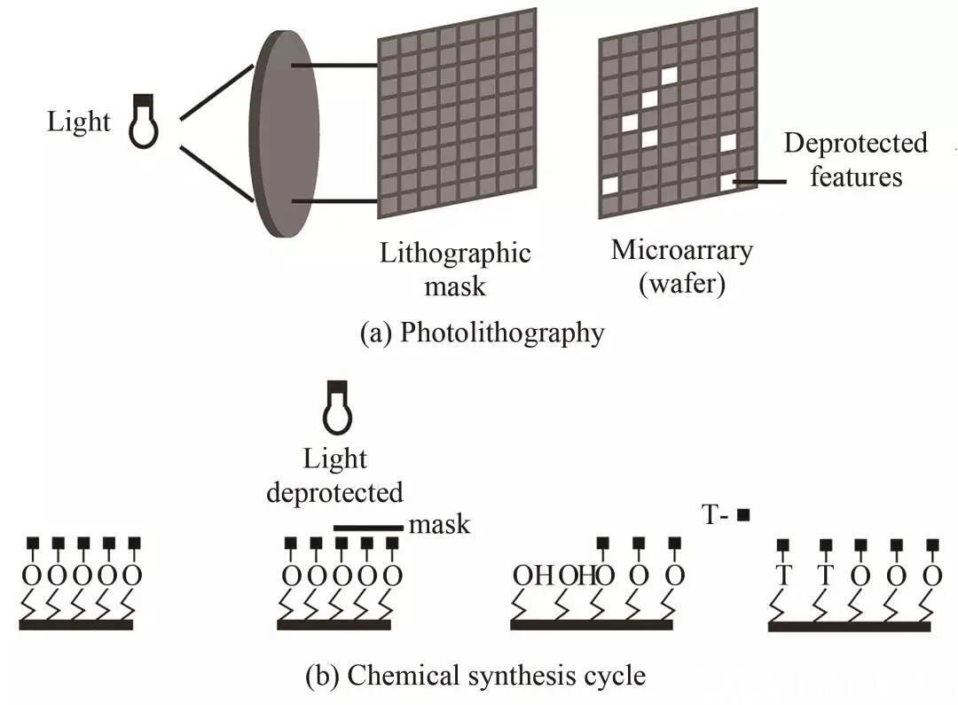 微课堂 | DNA微阵列原位化学合成 - 哔哩哔哩