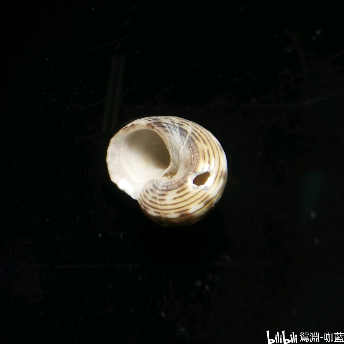 黄海软体动物系列4（大量标本） - 哔哩哔哩