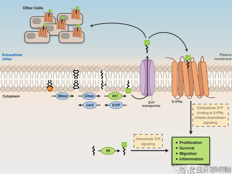 鞘磷脂代谢以及神经酰胺和S1P的调控作用 - 哔哩哔哩