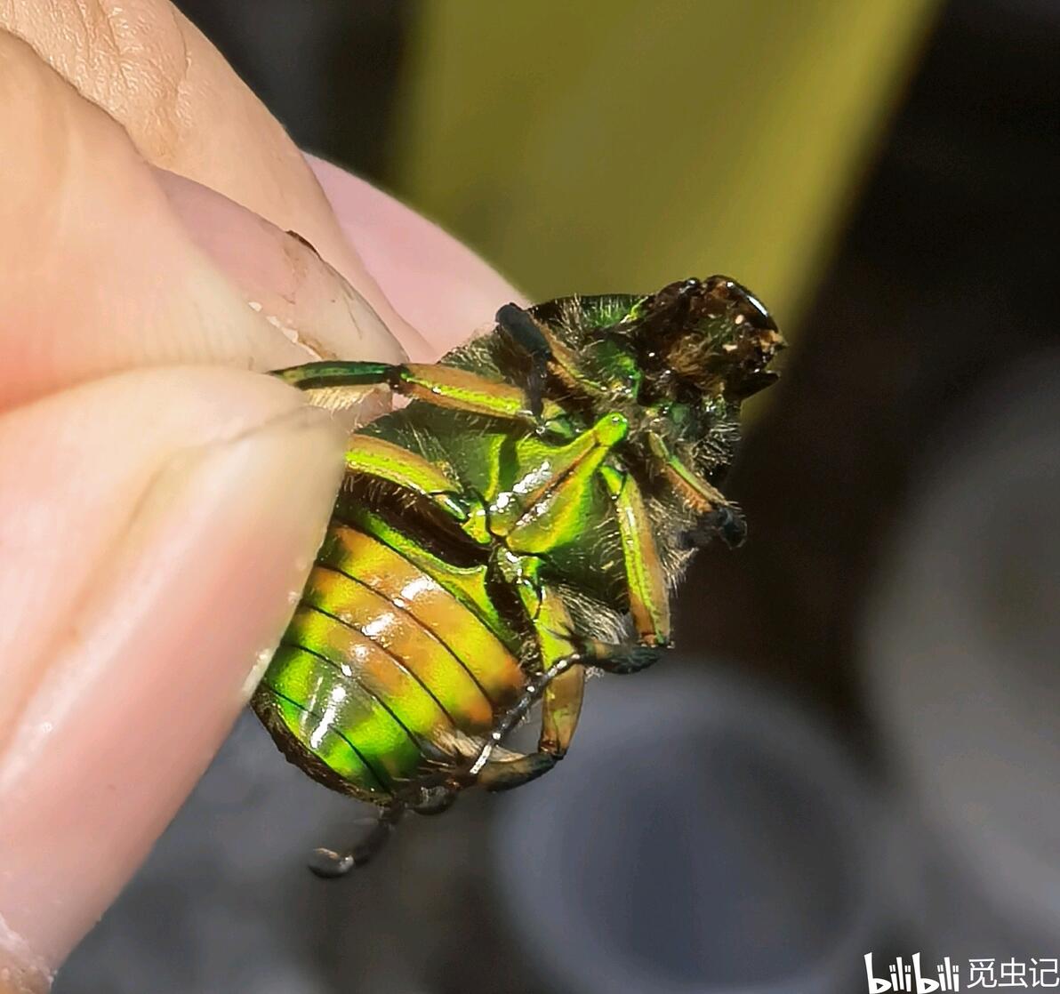 昆明市金龟总科Scarabaeoidea记录2.0 - 哔哩哔哩