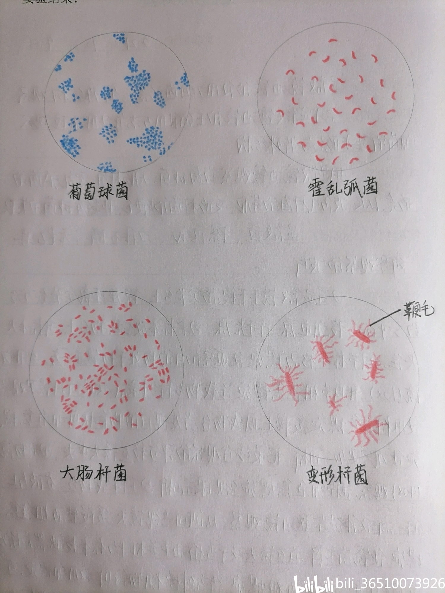 显微镜油镜的使用与细菌形态、特殊结构观察 - 哔哩哔哩