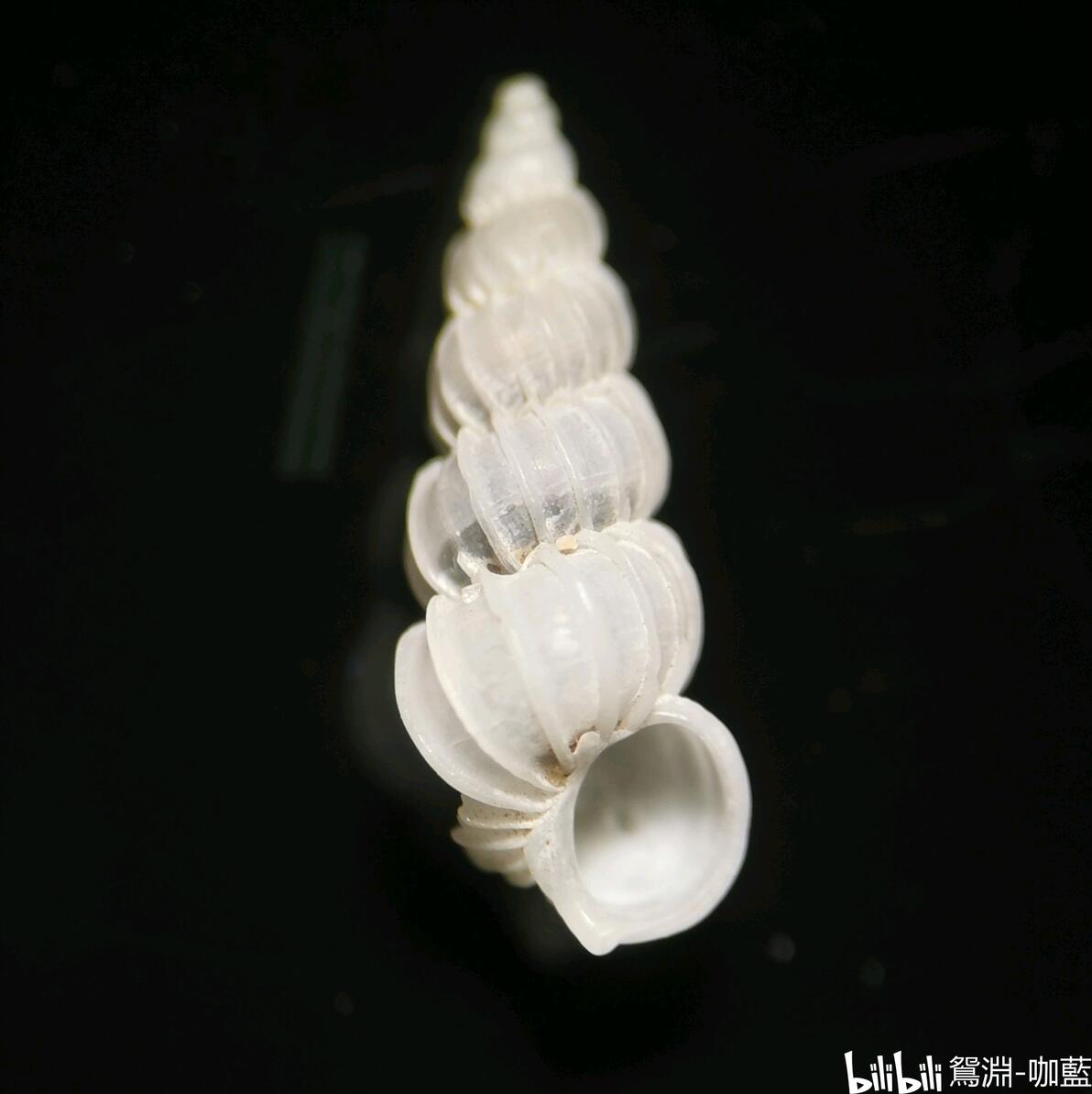 黄海软体动物系列4（大量标本） - 哔哩哔哩