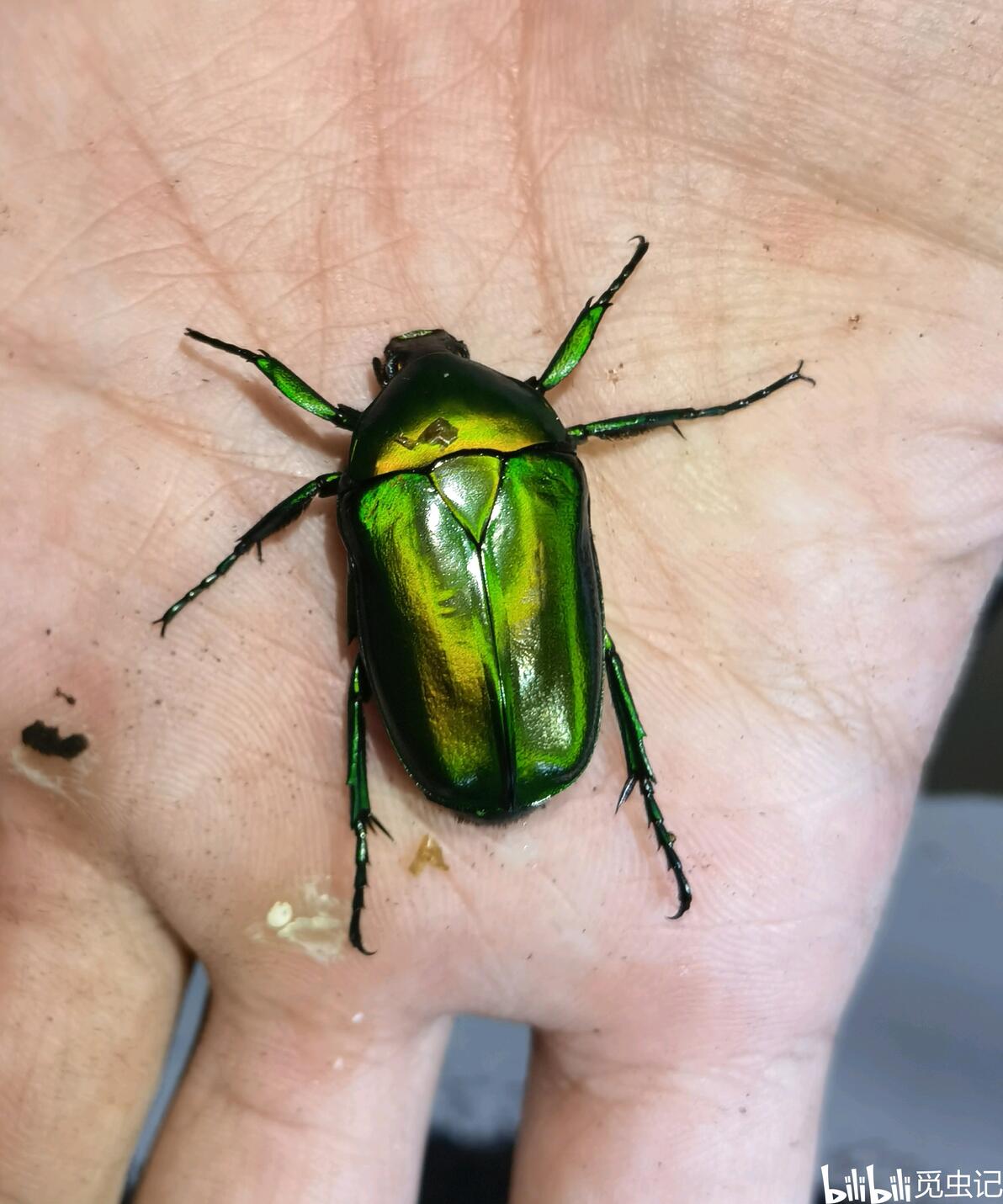 昆明市金龟总科Scarabaeoidea记录2.0 - 哔哩哔哩