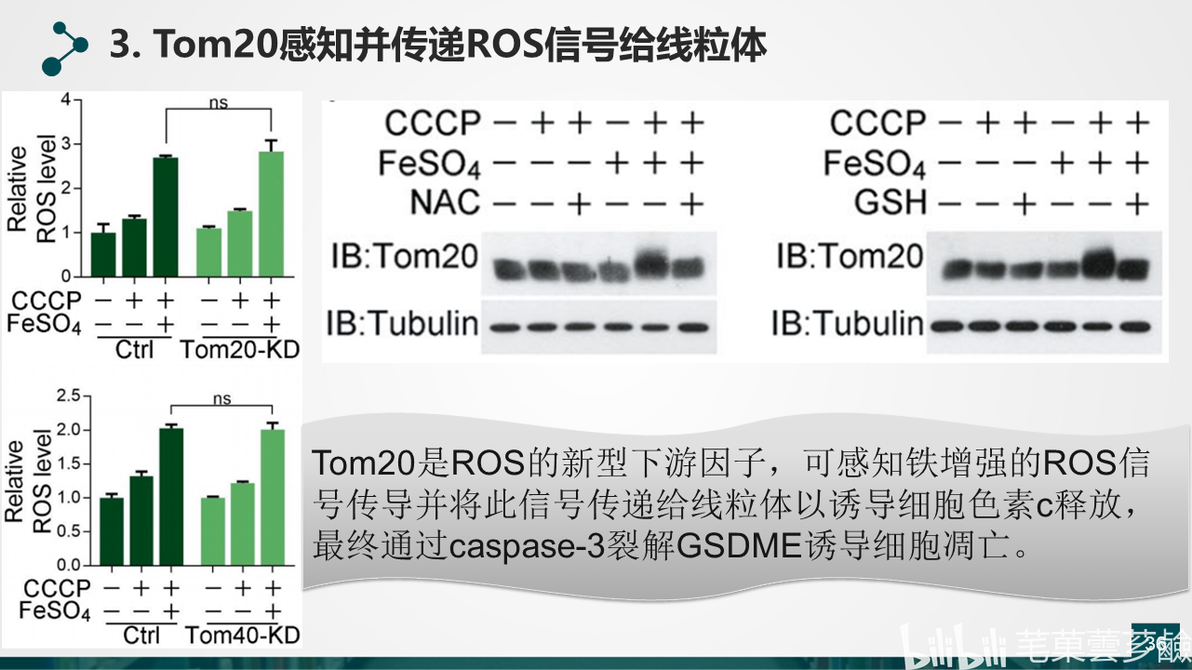Tom20感知铁激活的ROS信号转导促进黑色素瘤细胞焦亡--- ---焦亡文献学习① - 哔哩哔哩