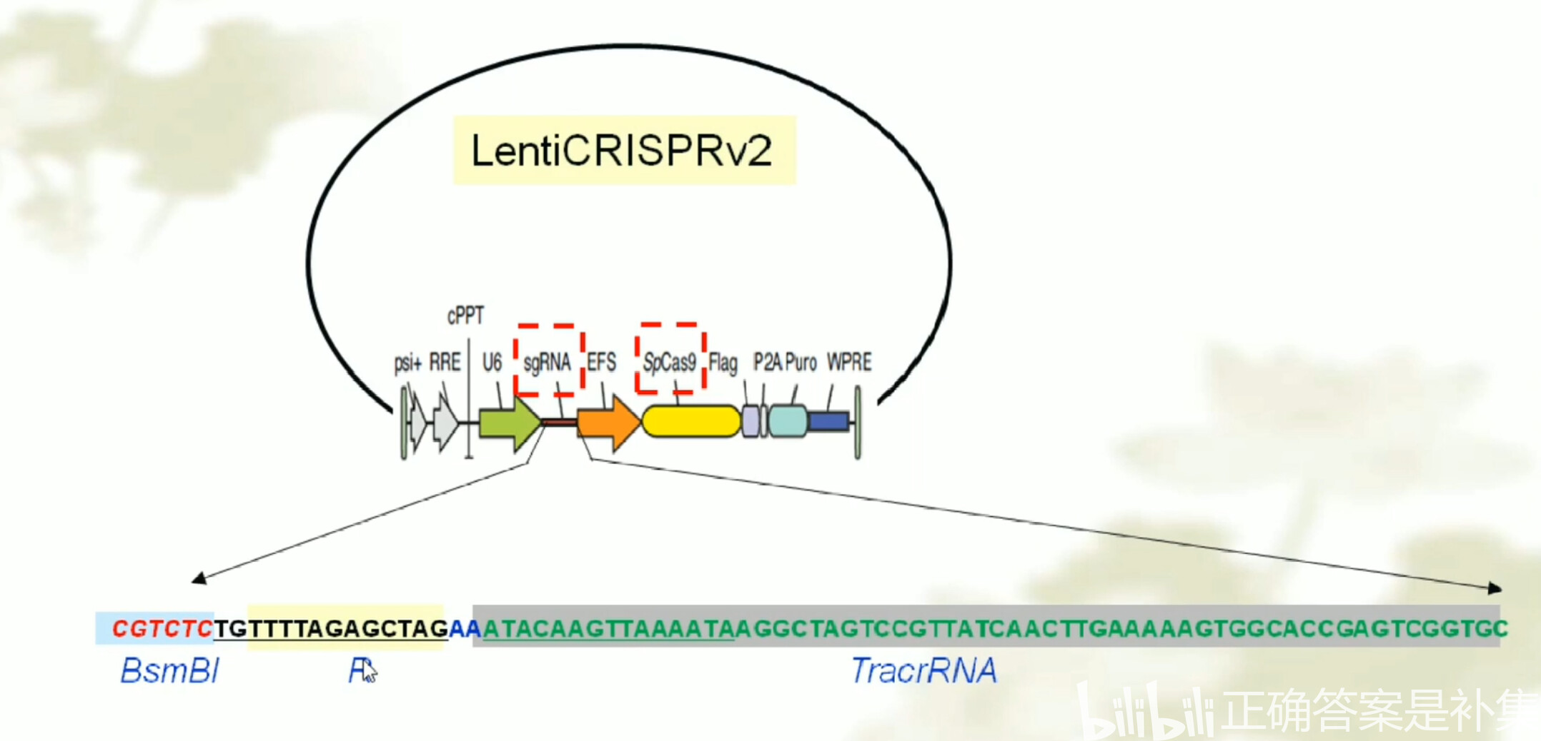 用高中生的视角打开CRISPR - 哔哩哔哩