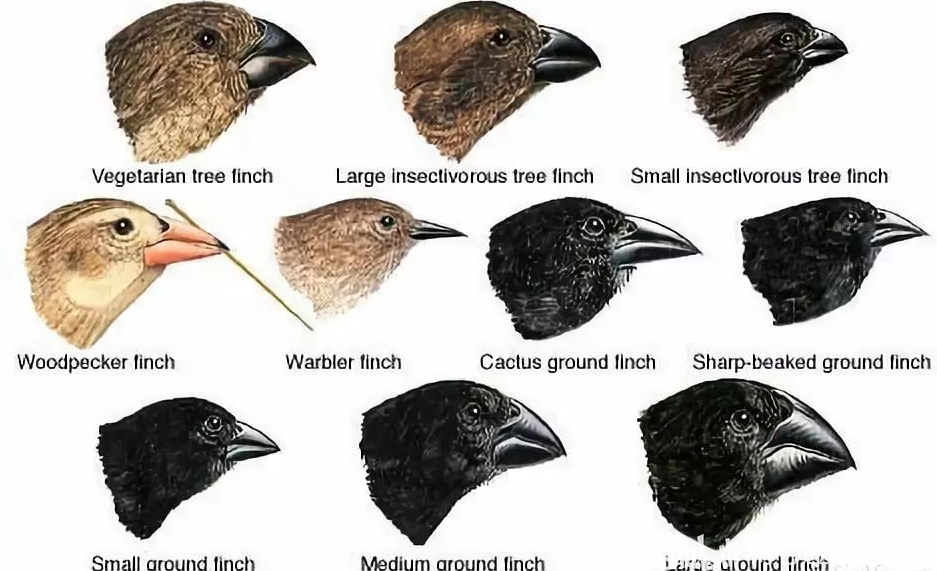 “达尔文雀”究竟说明了什么 - 哔哩哔哩