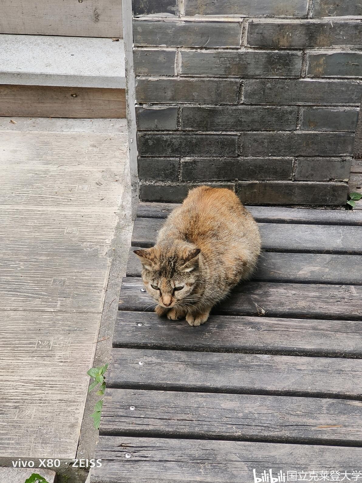 家猫与野猫 哔哩哔哩