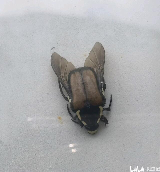 昆明市金龟总科Scarabaeoidea记录2.0 - 哔哩哔哩