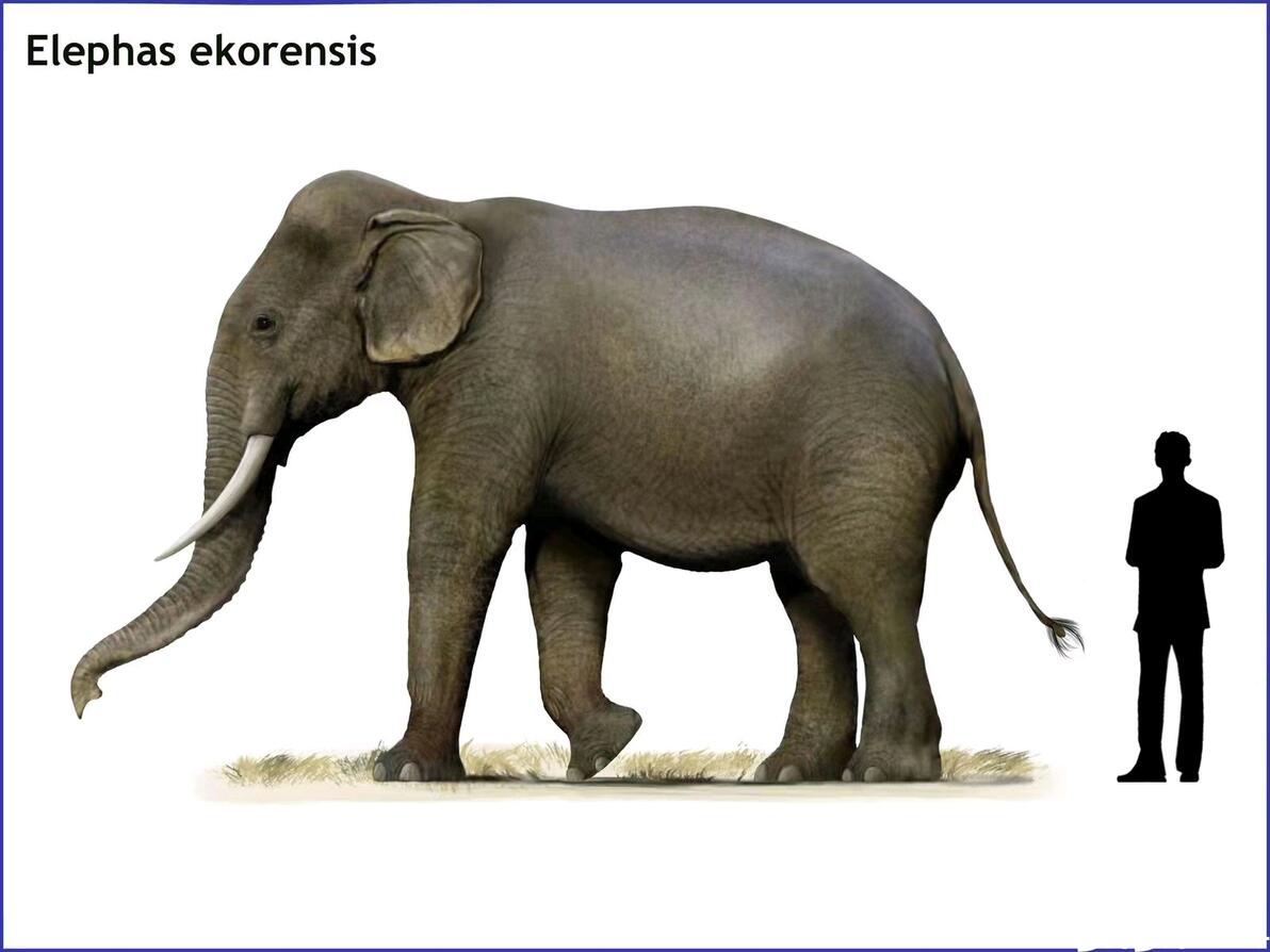 从古至今，所有长鼻目真象科成员简介合集（四）:非洲象属与亚洲象属 - 哔哩哔哩