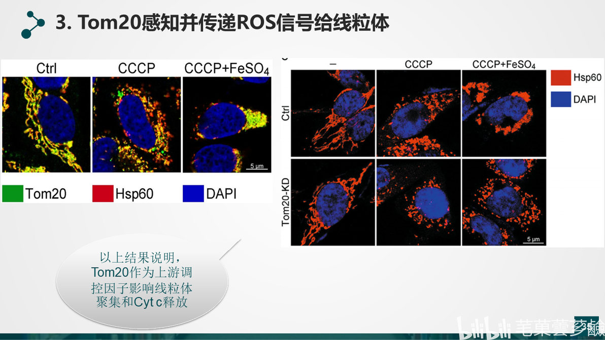 Tom20感知铁激活的ROS信号转导促进黑色素瘤细胞焦亡--- ---焦亡文献学习① - 哔哩哔哩