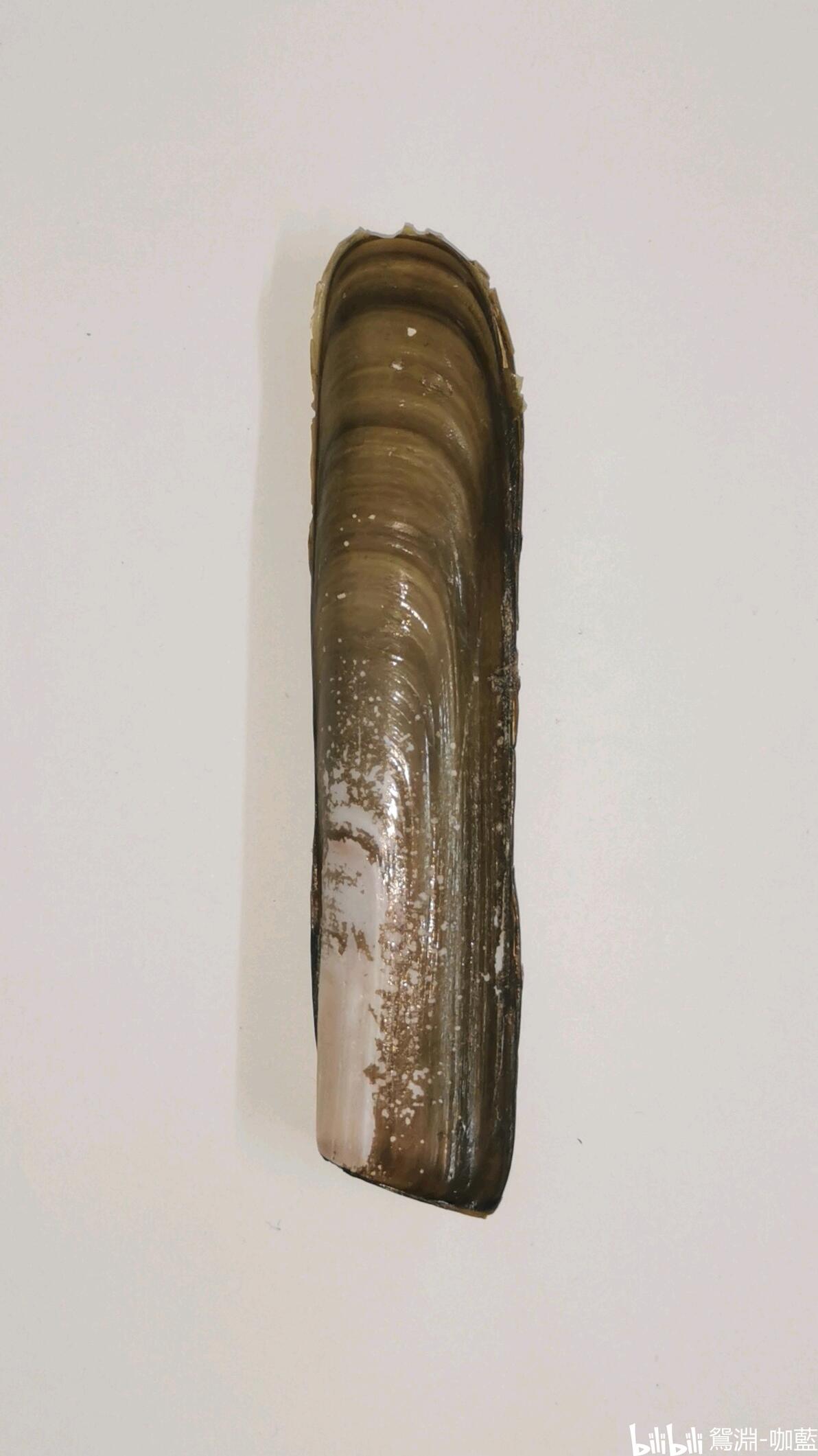 黄海软体动物系列4（大量标本） - 哔哩哔哩