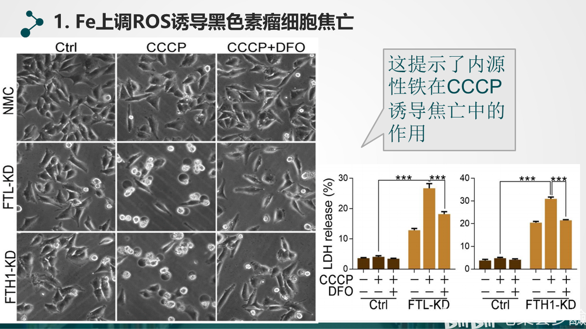 Tom20感知铁激活的ROS信号转导促进黑色素瘤细胞焦亡--- ---焦亡文献学习① - 哔哩哔哩