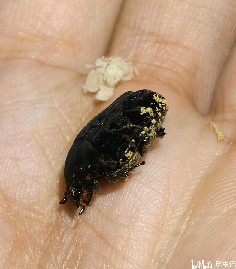 昆明市金龟总科Scarabaeoidea记录2.0 - 哔哩哔哩