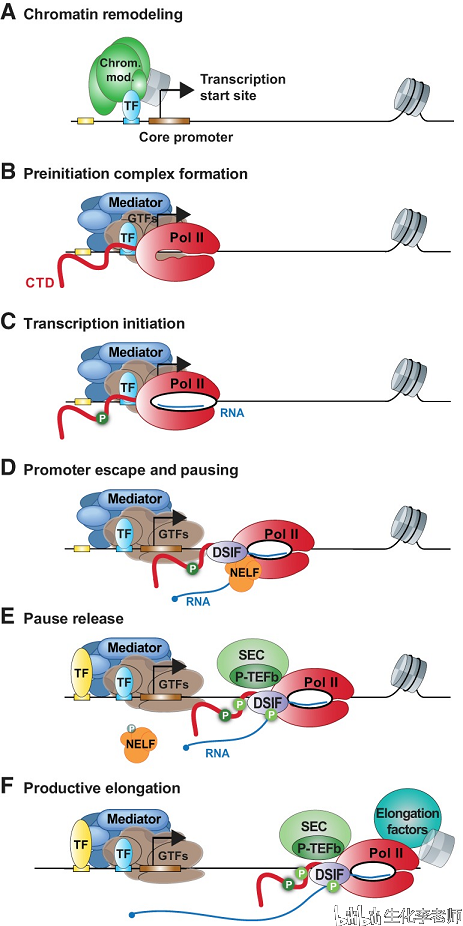 真核生物的启动子与转录起始 - 哔哩哔哩