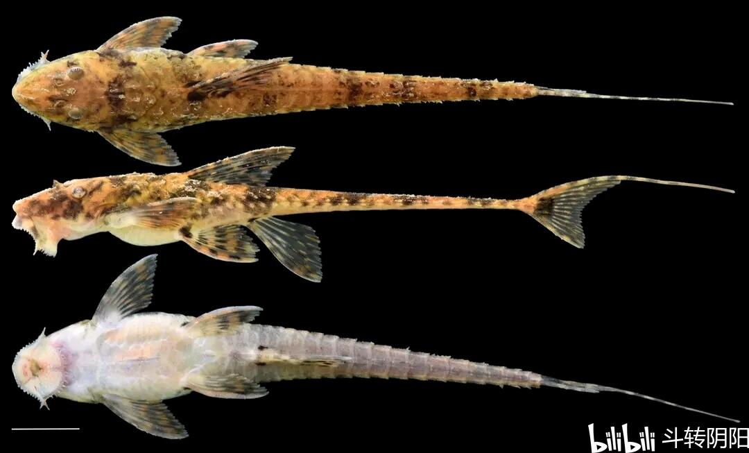 “直升机异型”大合集（2）Rineloricaria篇 - 哔哩哔哩