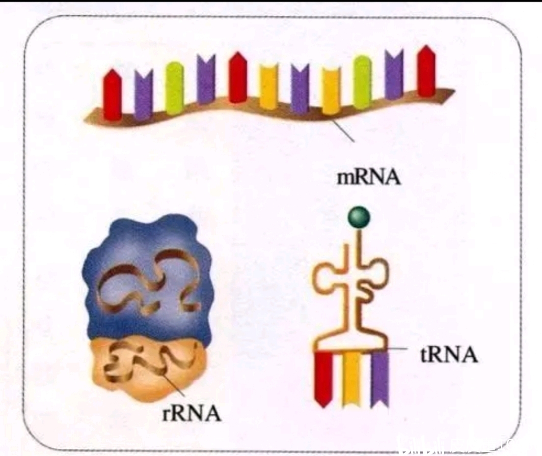 医学细胞生物学总论 - 哔哩哔哩