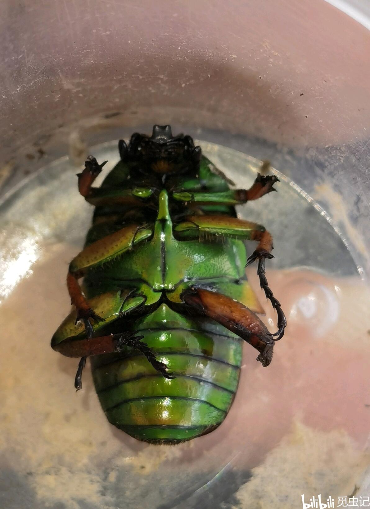昆明市金龟总科Scarabaeoidea记录2.0 - 哔哩哔哩