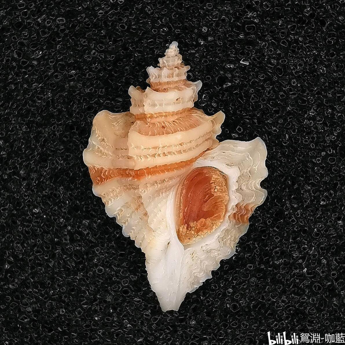 中国海域刍秣螺亚科（Ocenebrinae)的最新分类资料 - 哔哩哔哩