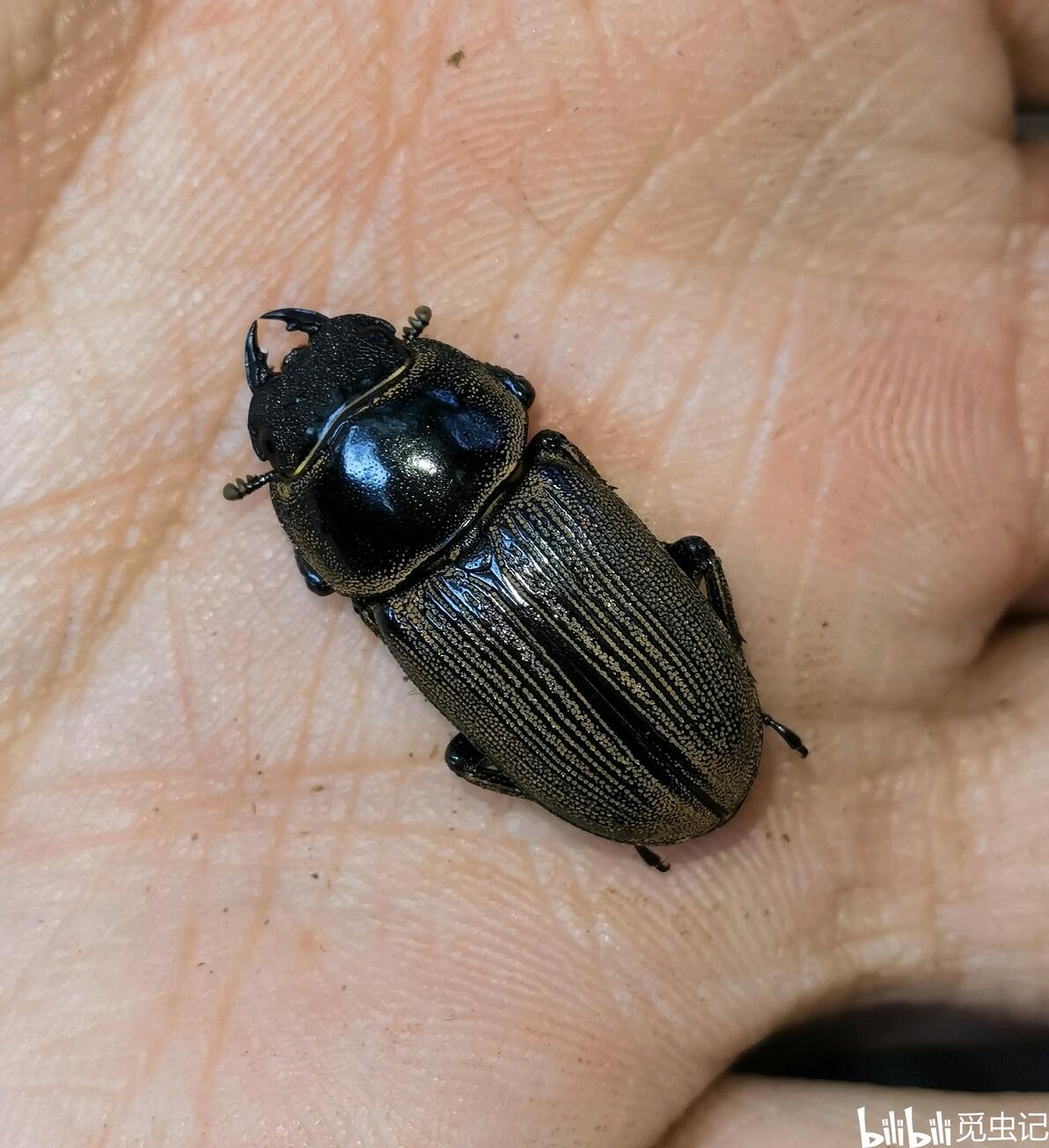 昆明市金龟总科Scarabaeoidea记录2.0 - 哔哩哔哩