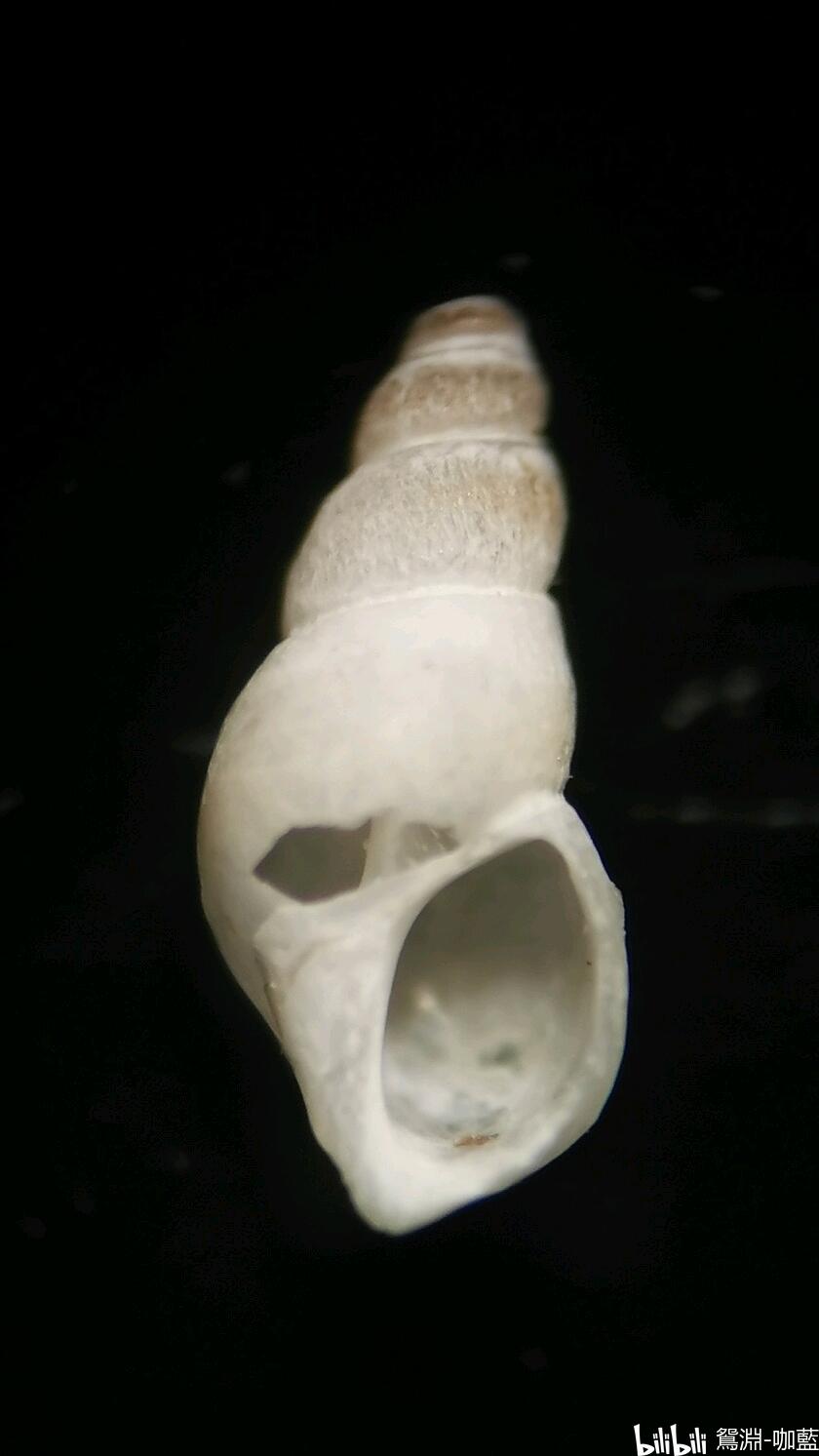 黄海软体动物系列5 - 哔哩哔哩