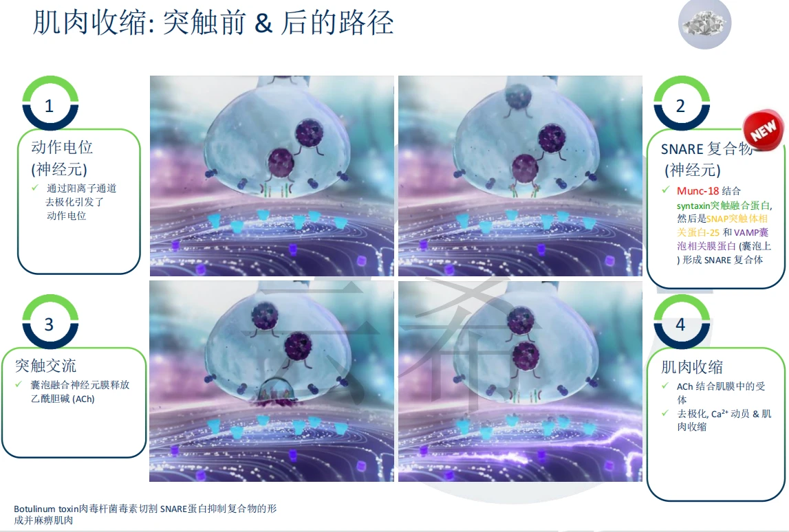 新型祛皱肽munapsys 乙酰基六肽 1 哔哩哔哩